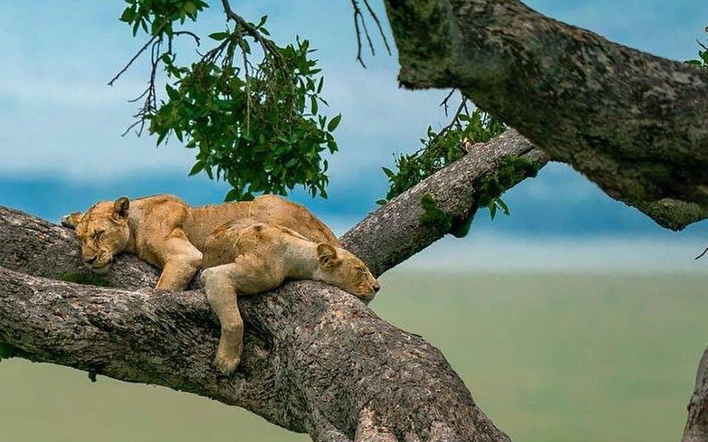 Ngorongoro, Serengeti and Lake Manyara Safari - African Skimmer Safaris